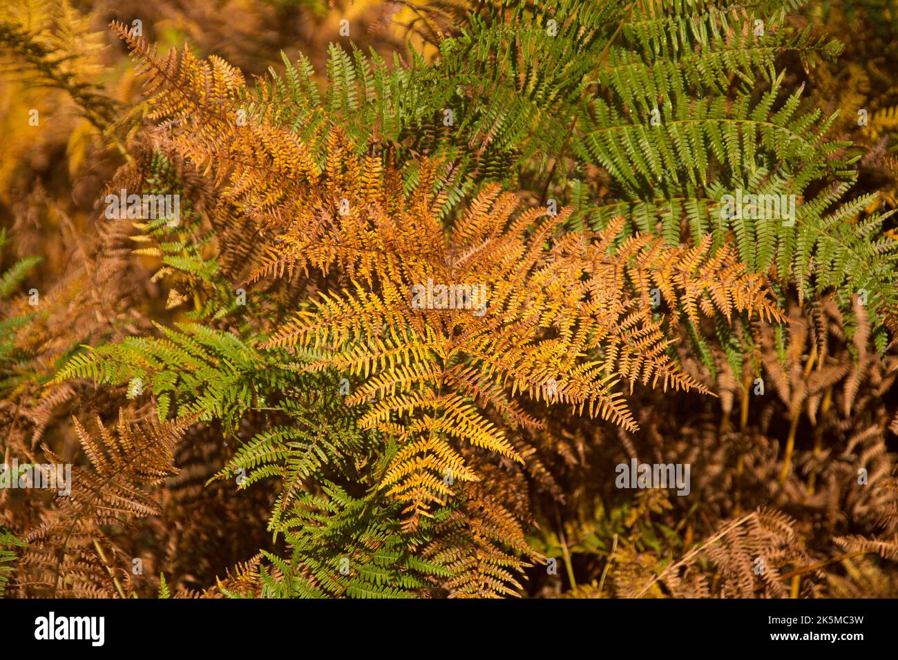 Ferns in autumn Stock Photo - Alamy