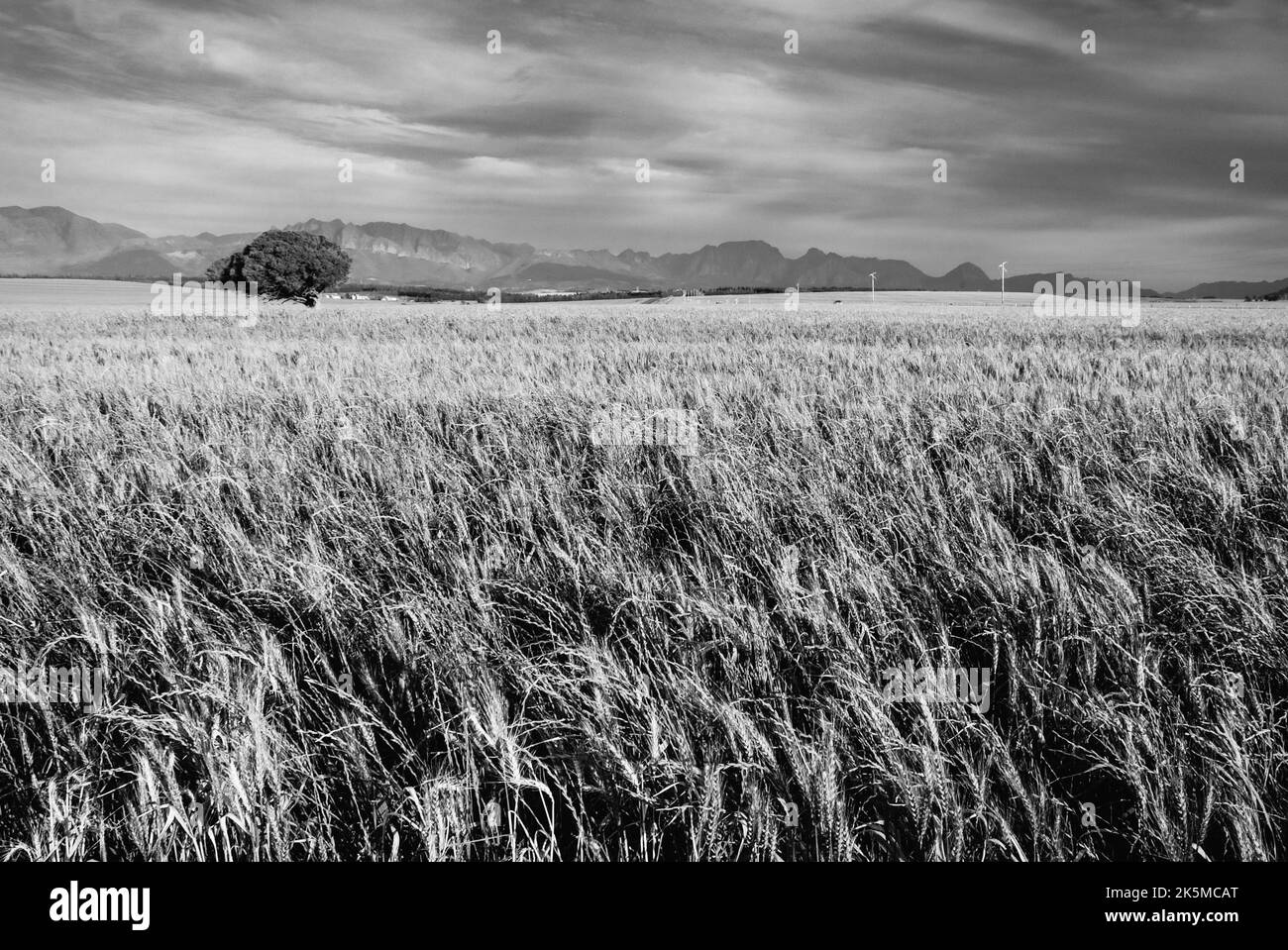 A grayscale of a wheat field with a lone tree and mountains in the ...