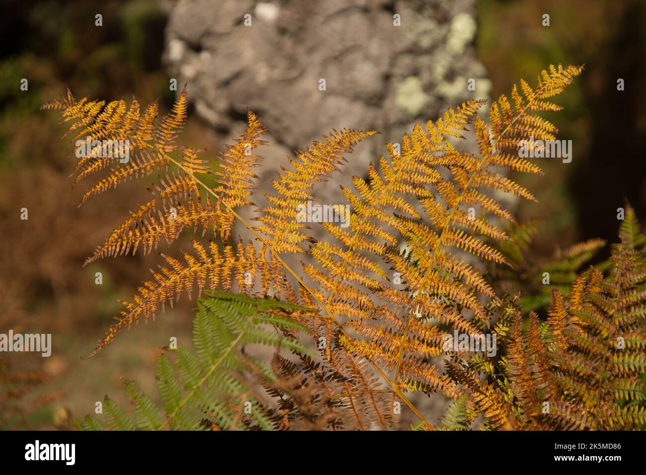 Ferns in autumn Stock Photo - Alamy