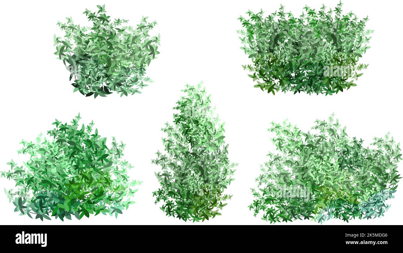 Realistic garden shrub, seasonal bush, boxwood, tree crown bush foliage ...