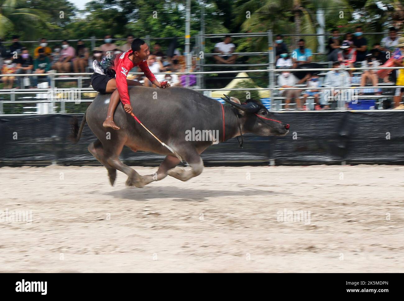 A jockey competes in Chonburi's annual buffalo race festival, east of ...