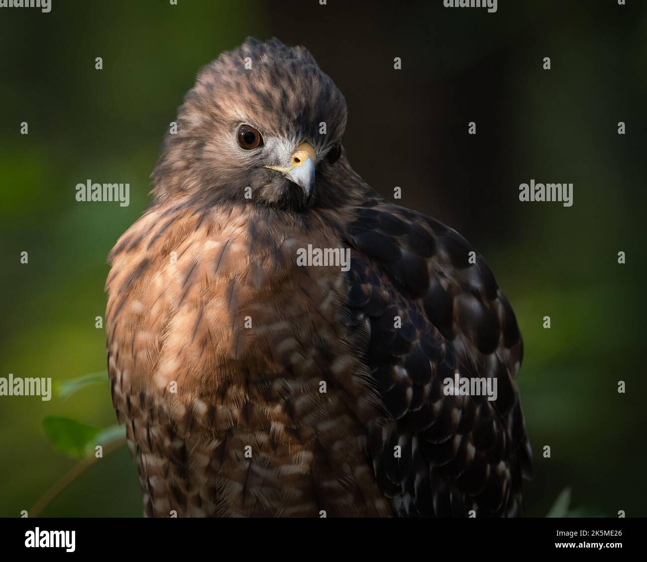 A red-shouldered hawk in beautiful light Stock Photo - Alamy