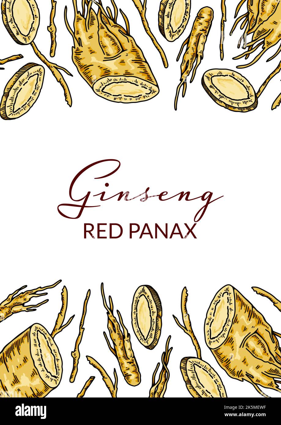 Ginseng colorful vertical design. Hand drawn botanical vector ...