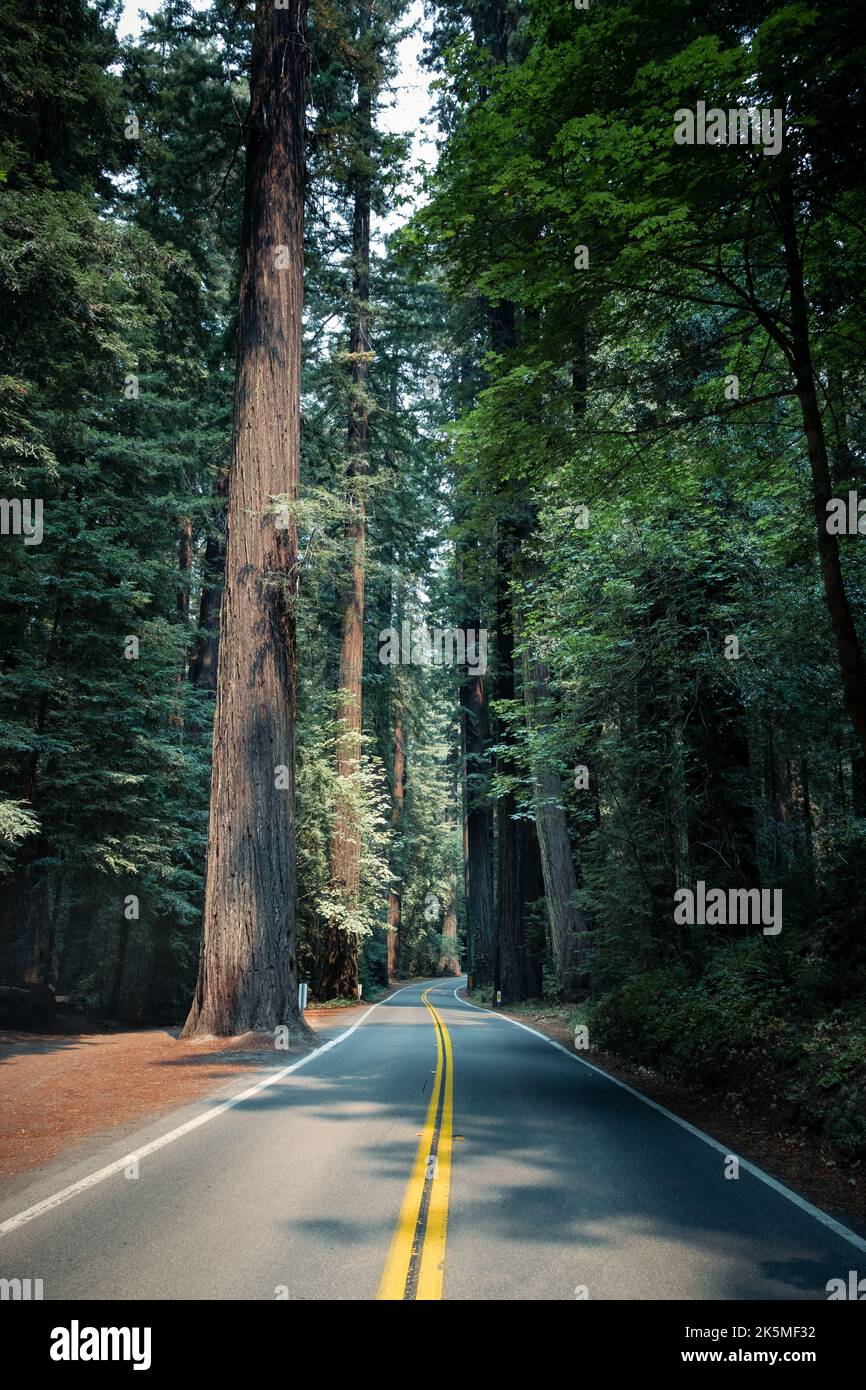 Redwood highway hi-res stock photography and images - Alamy