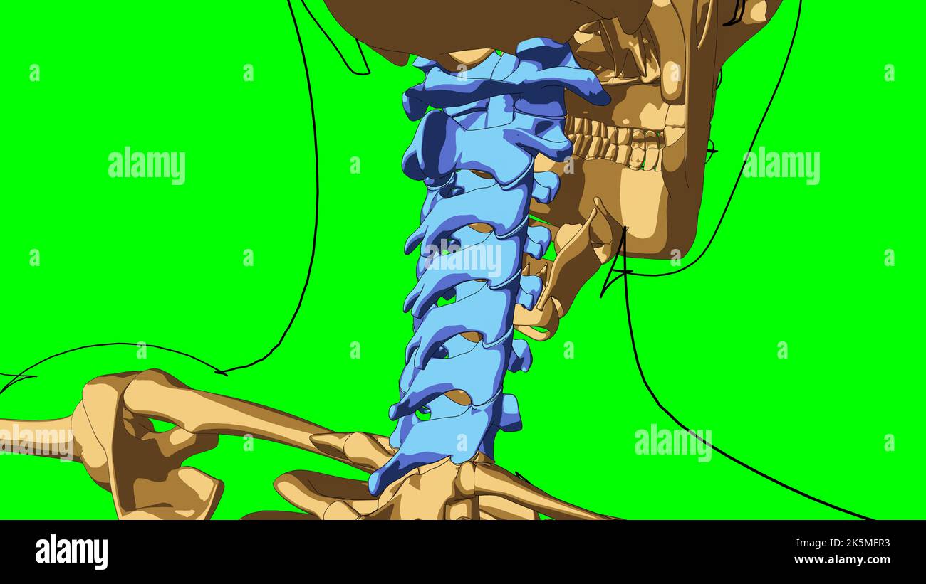 Human skeleton cervical curve vertebrae anatomy for medical concept 3D ...