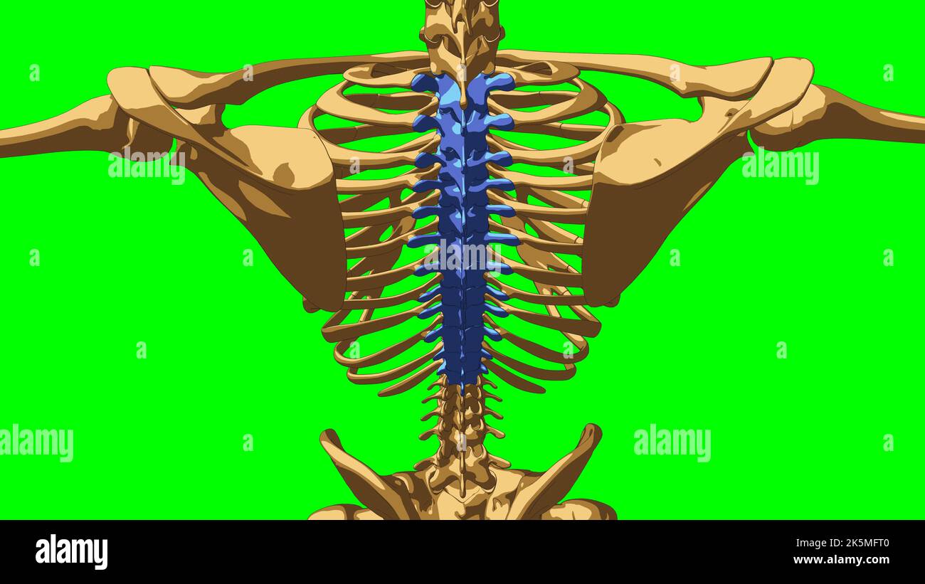 Human skeleton anatomy Thoracic Curve bones for medical concept 3D ...