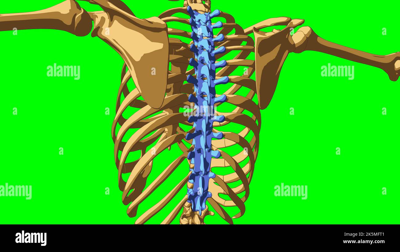 Human skeleton anatomy Thoracic Curve bones for medical concept 3D ...