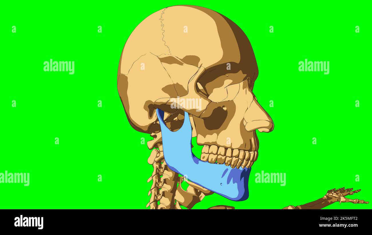 Human skeleton anatomy mandible bone for medical concept 3D ...