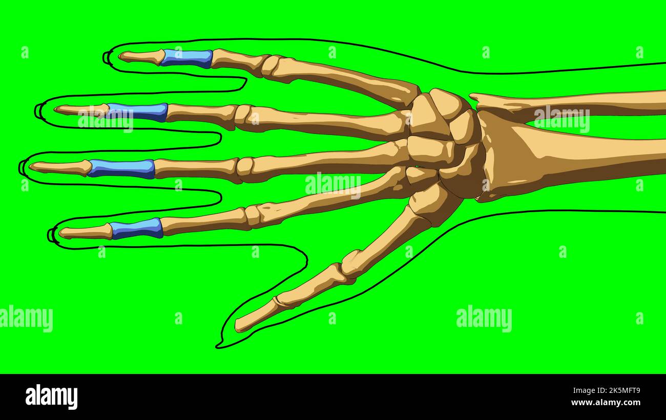 Human skeleton anatomy intermediate phalanges bones for medical concept ...