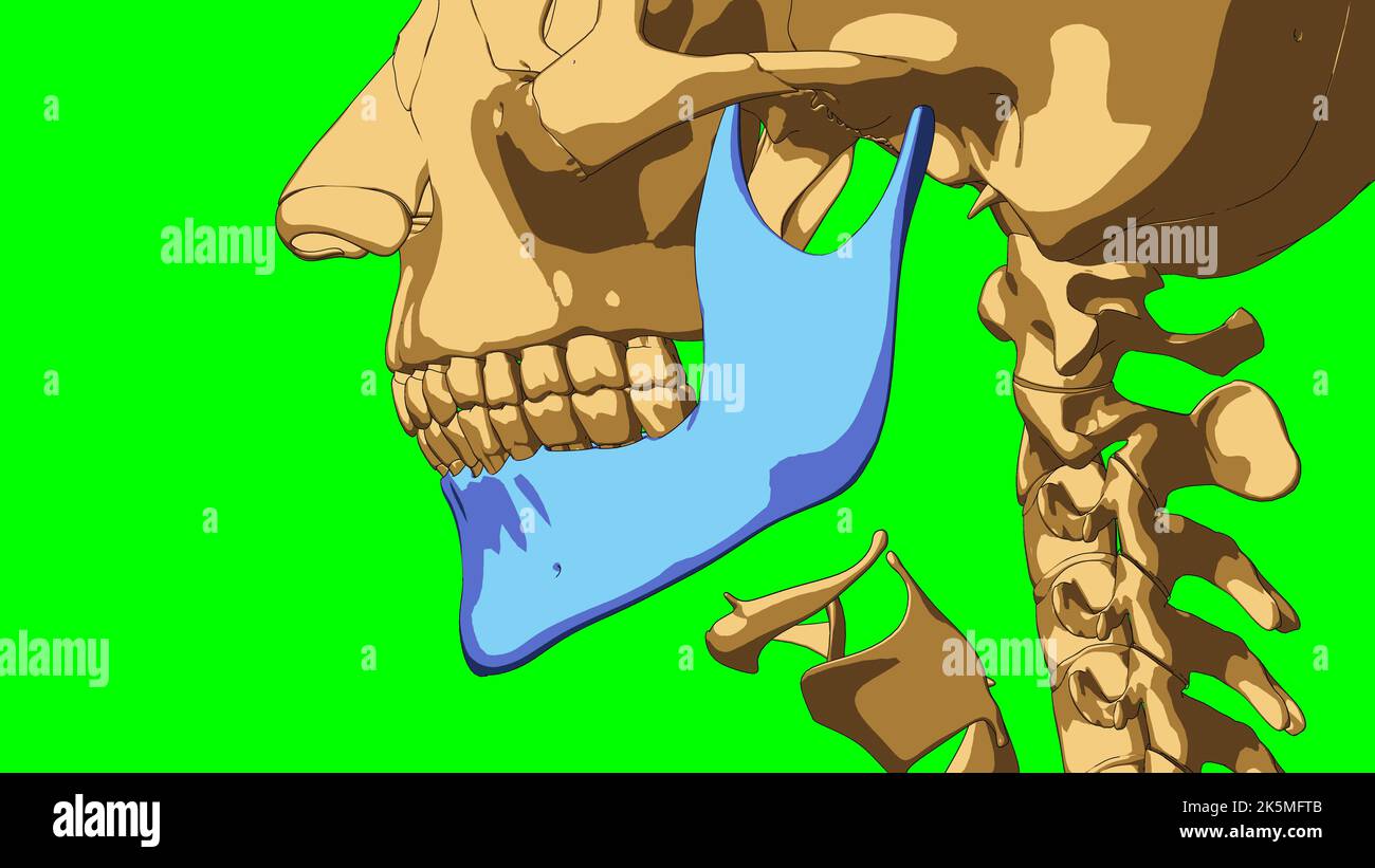 Human skeleton anatomy mandible bone for medical concept 3D ...