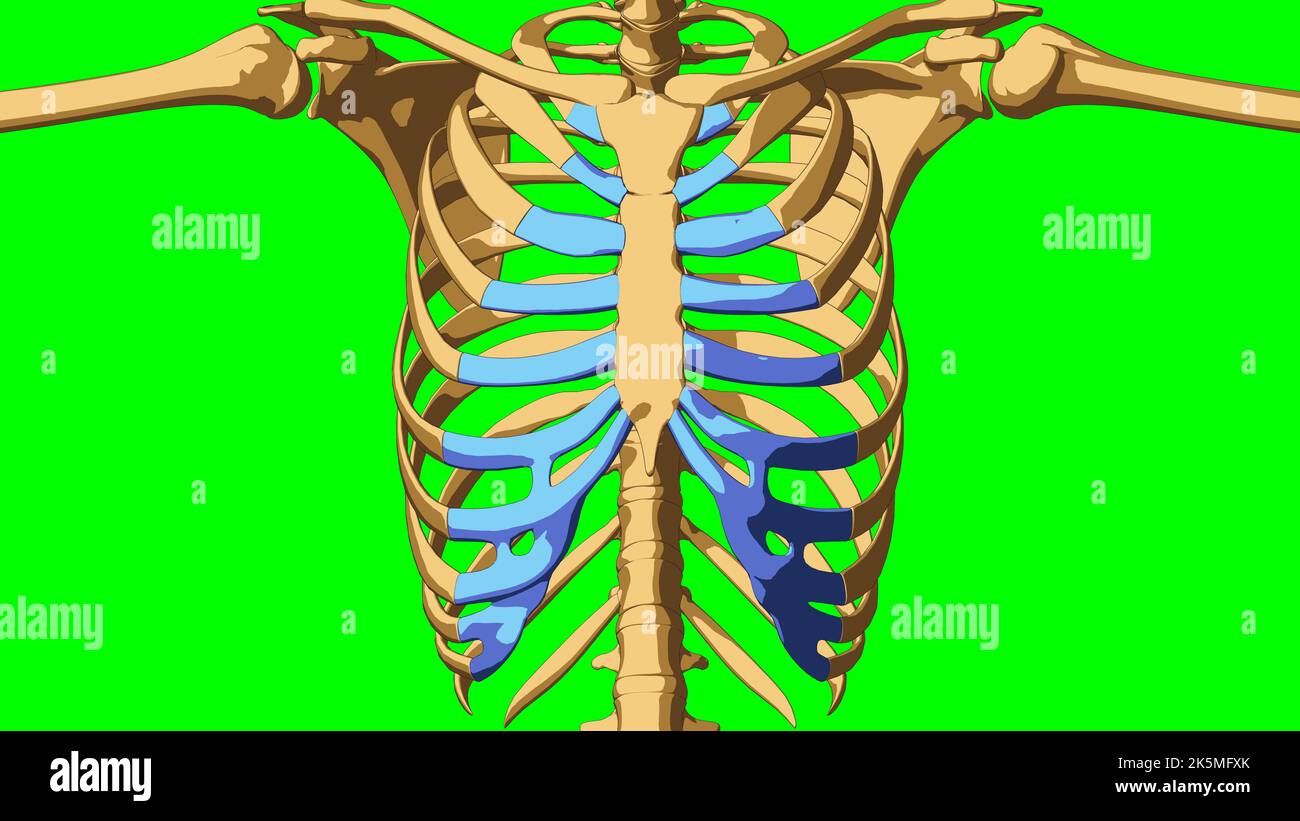 Human skeleton costal cartilage anatomy for medical concept 3D ...