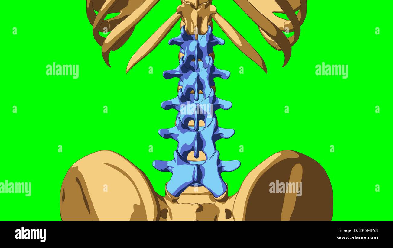 Human skeleton anatomy lumbar bones for medical concept 3D illustration ...