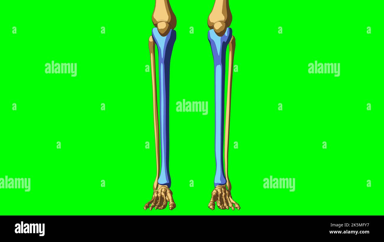 Human skeleton Tibia bone anatomy for medical concept 3D illustration ...