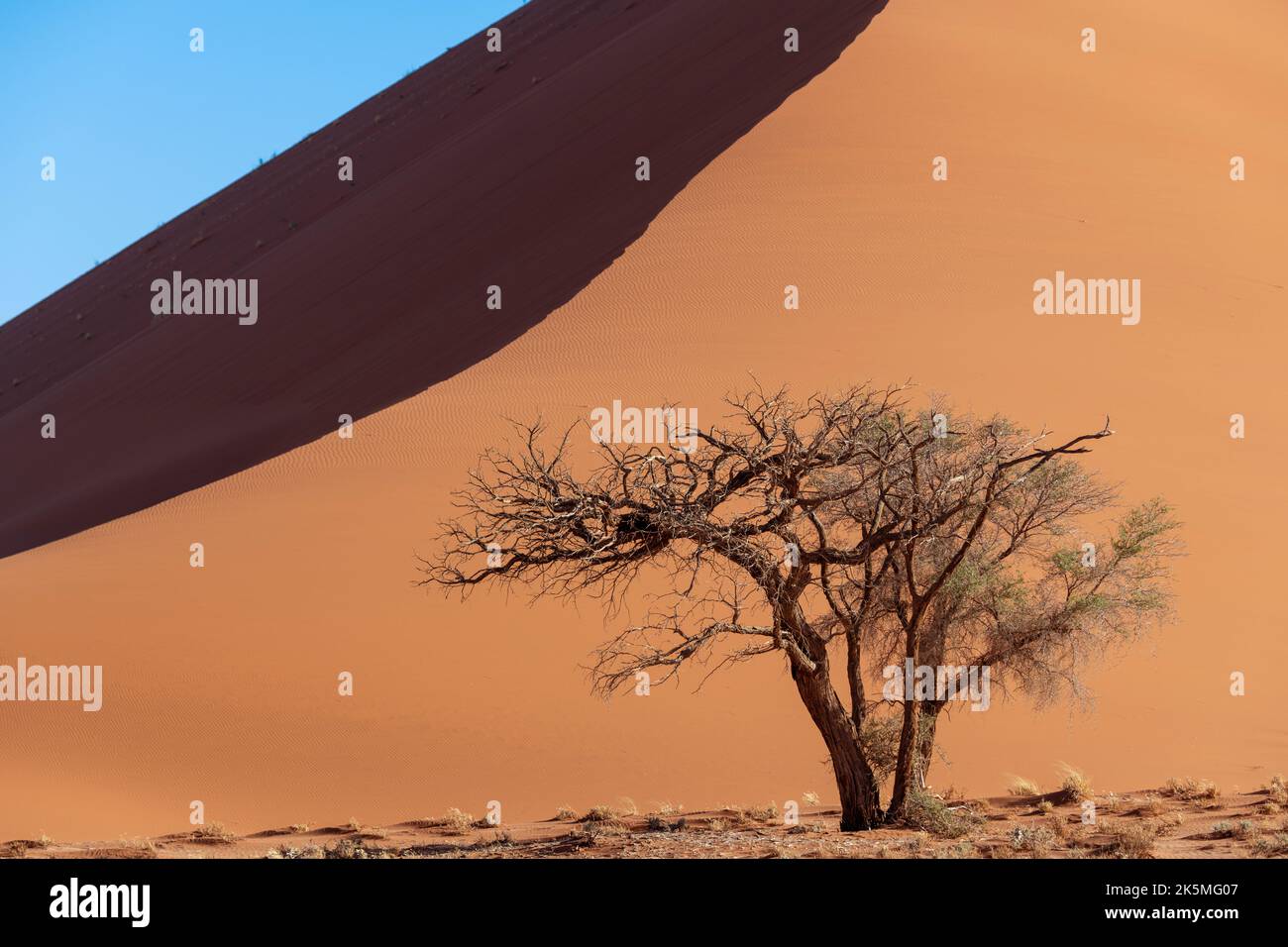 Powerful duna on the blue sky background with a tree near in the desert ...