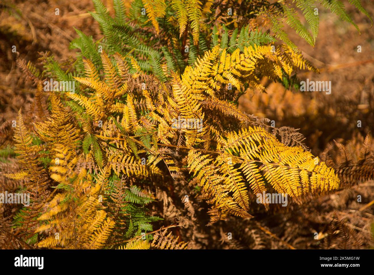 Ferns in autumn Stock Photo - Alamy