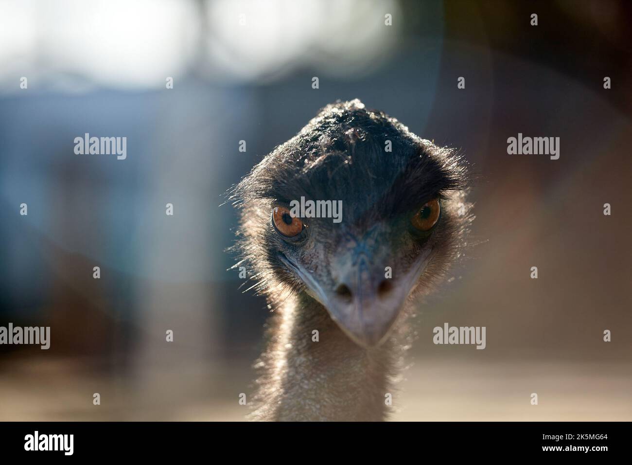 Ostrich close up portrait front view with blurry background. Ostrich ...