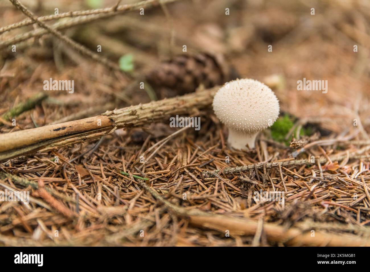 Young white common puffball on the brown foliage of the forest floo. Edible mushroom. Young ...