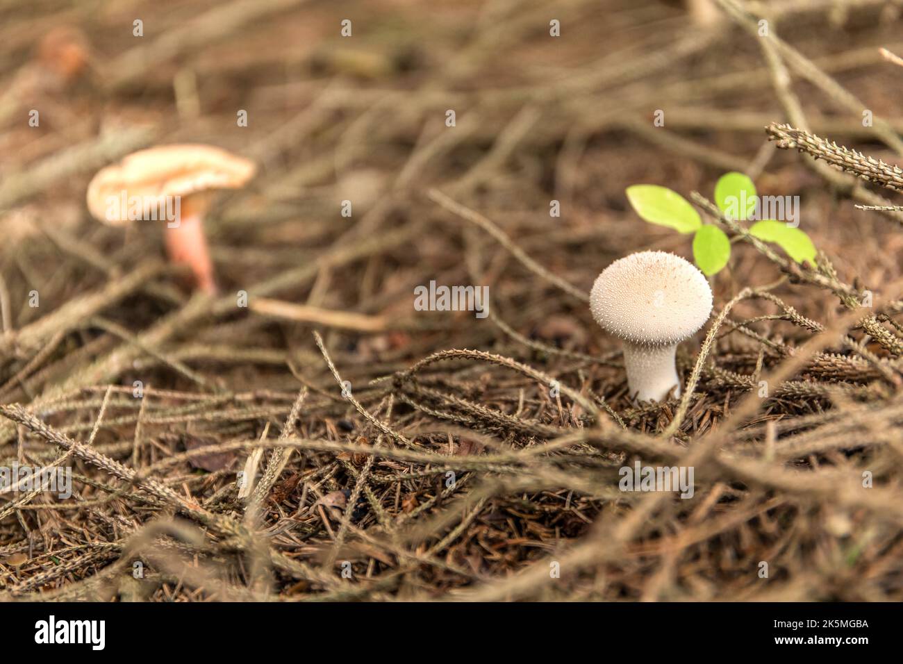 Young white common puffball on the brown foliage of the forest floo ...