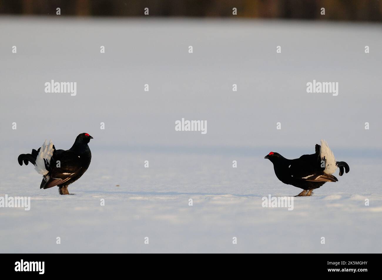 Black grouse make courtship display on snow, swedish forest, spring ...
