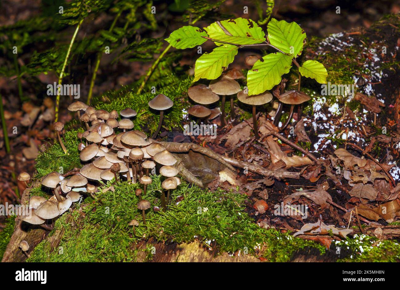 Buchensetzling hi-res stock photography and images - Alamy