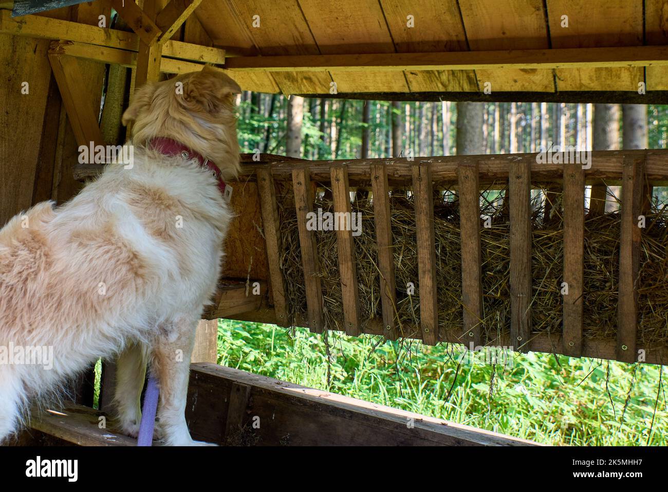 Dog With Leash Sniffs Food Trough With Hay Stock Photo - Alamy