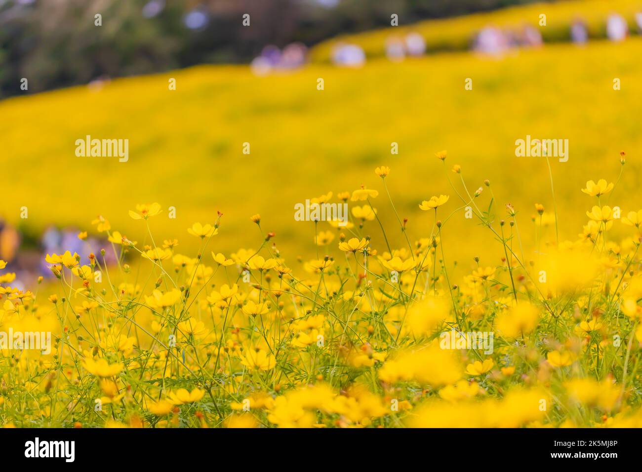 Cosmos Lemon Bright Flower at Showa Kinen Park Stock Photo - Alamy
