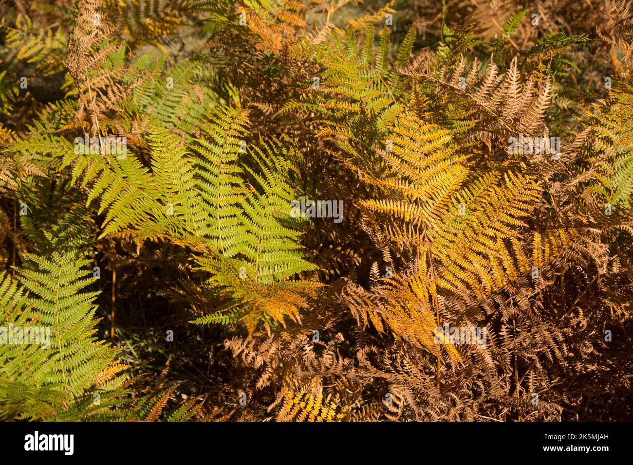 Ferns in autumn Stock Photo - Alamy