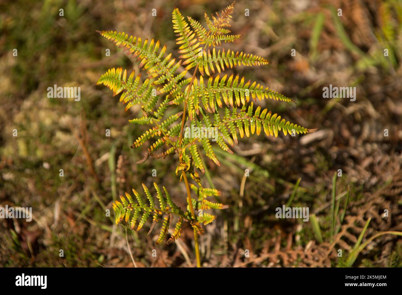 Ferns in autumn colours hi-res stock photography and images - Alamy