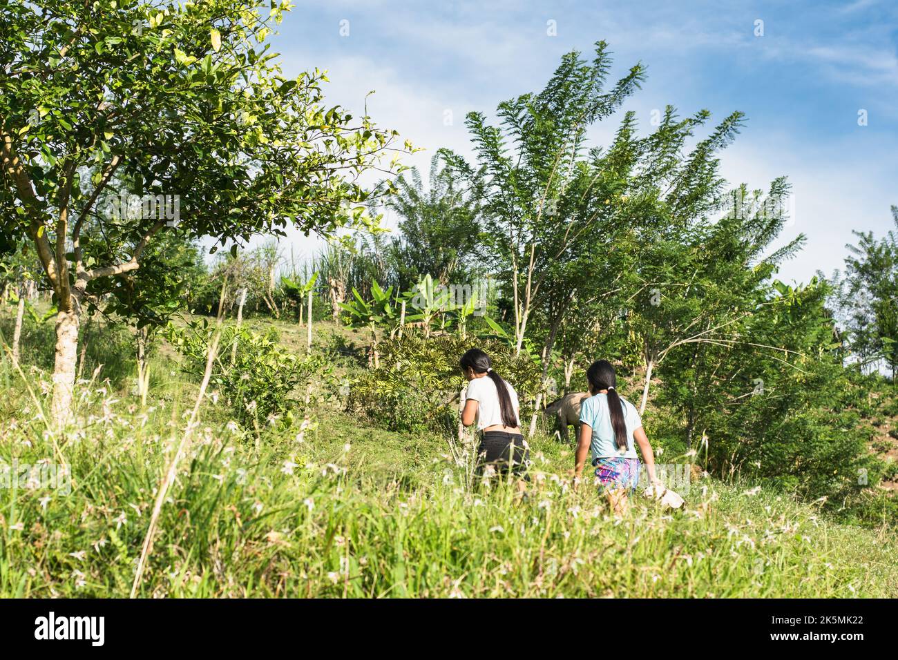 two latin peasant girls walking up a mountainside to carry an errand ...