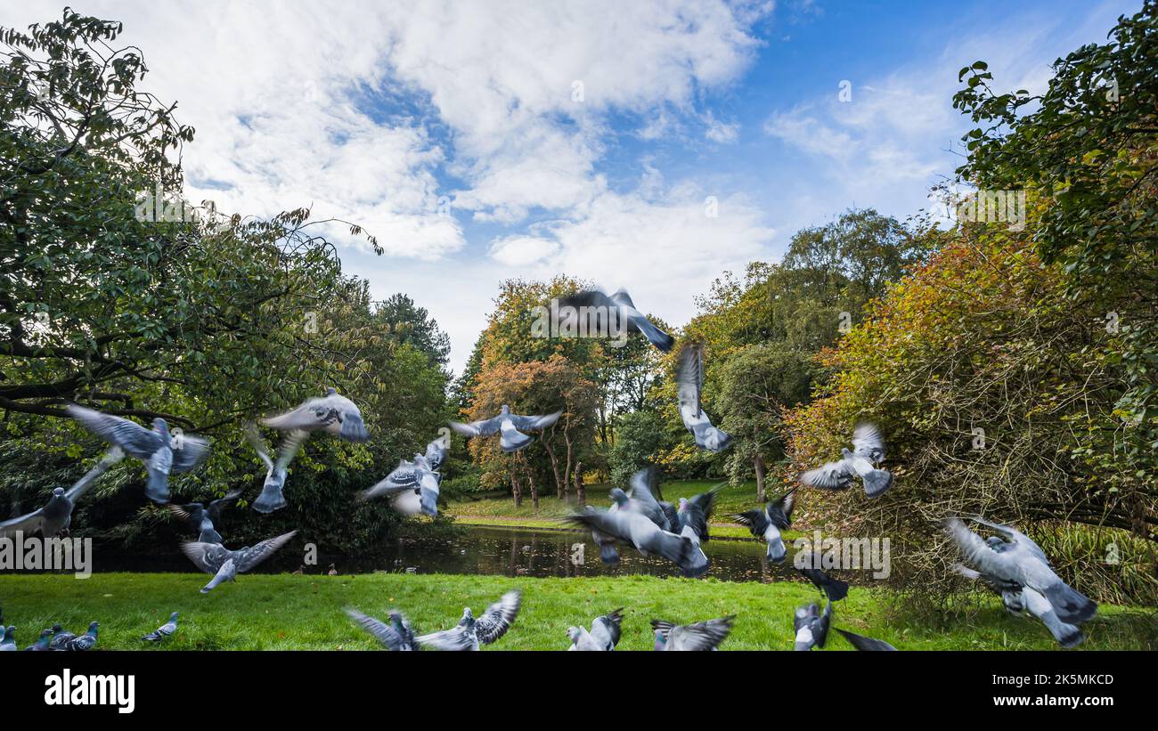 A flock of pigeons take off in a hurry in front of a narrow lake at ...