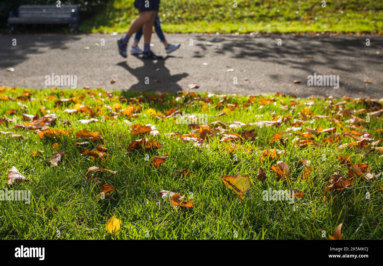 A backlit image of the low autumn sunlight casting the legs of ...