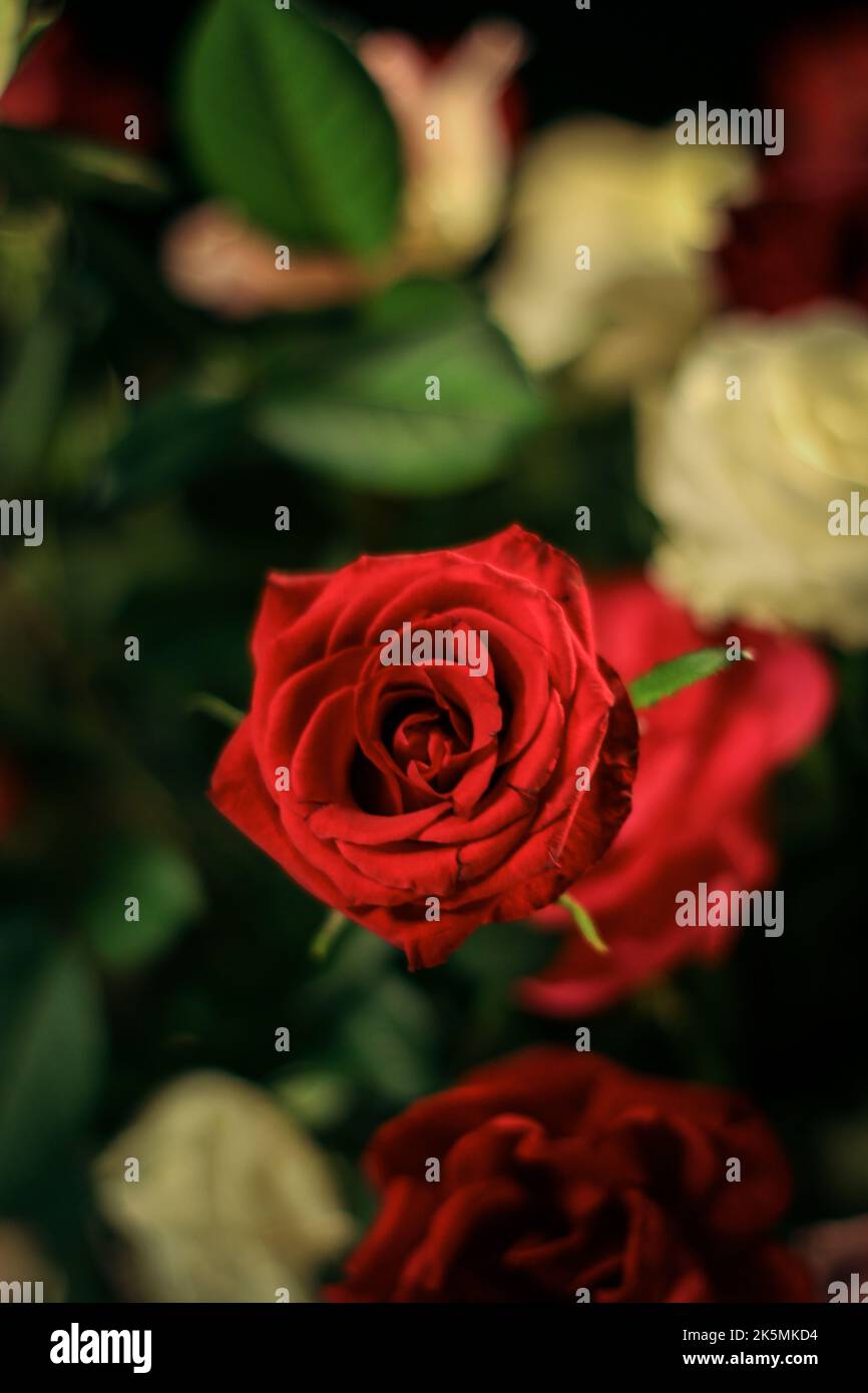 A vertical shallow focus of a beautiful red rose captured from the top ...