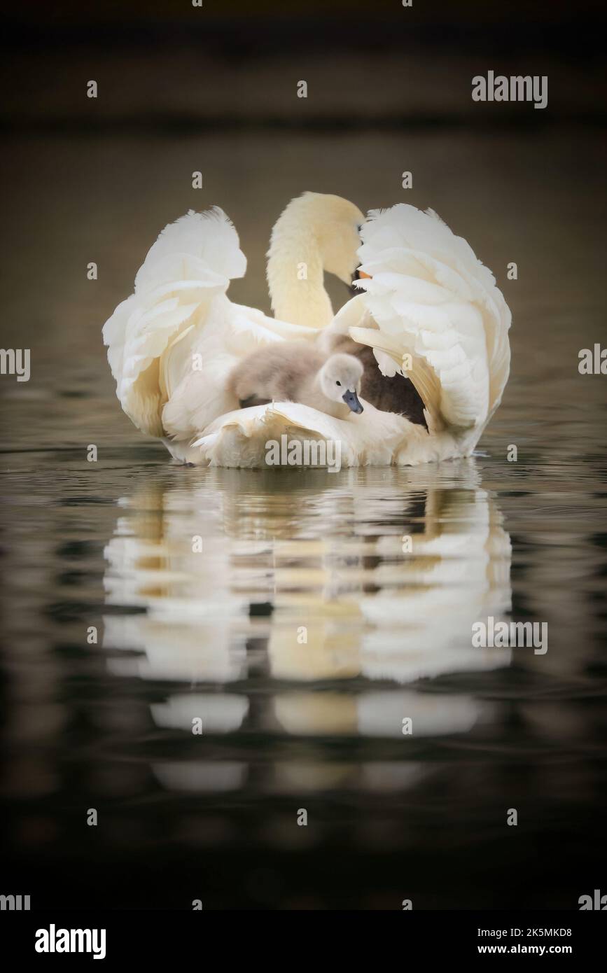 A vertical of a graceful white swan swimming on the lake carrying its ...