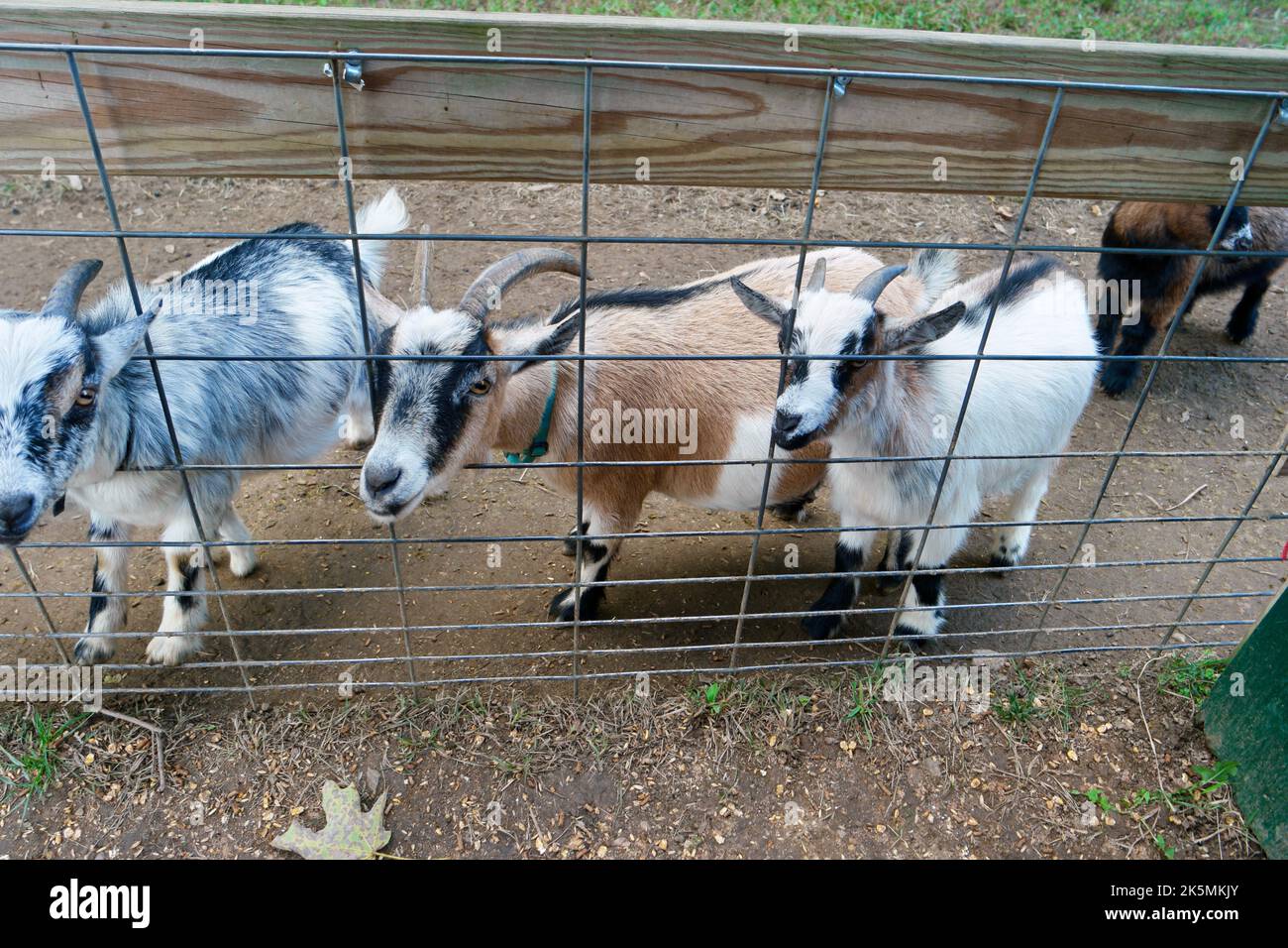 Goats at a Petting Zoo Stock Photo - Alamy