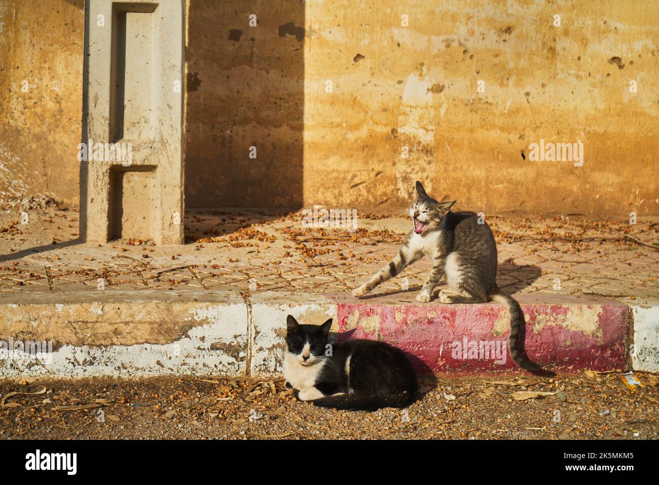 Homeless cats in a Moroccan street Stock Photo - Alamy