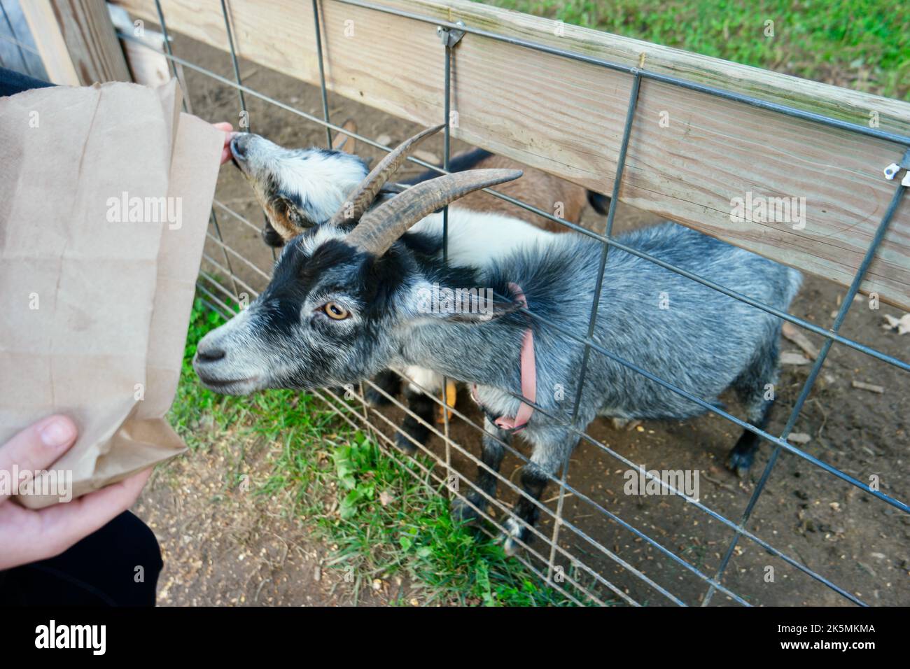 Girl's hand feeding baby goats Stock Photo - Alamy