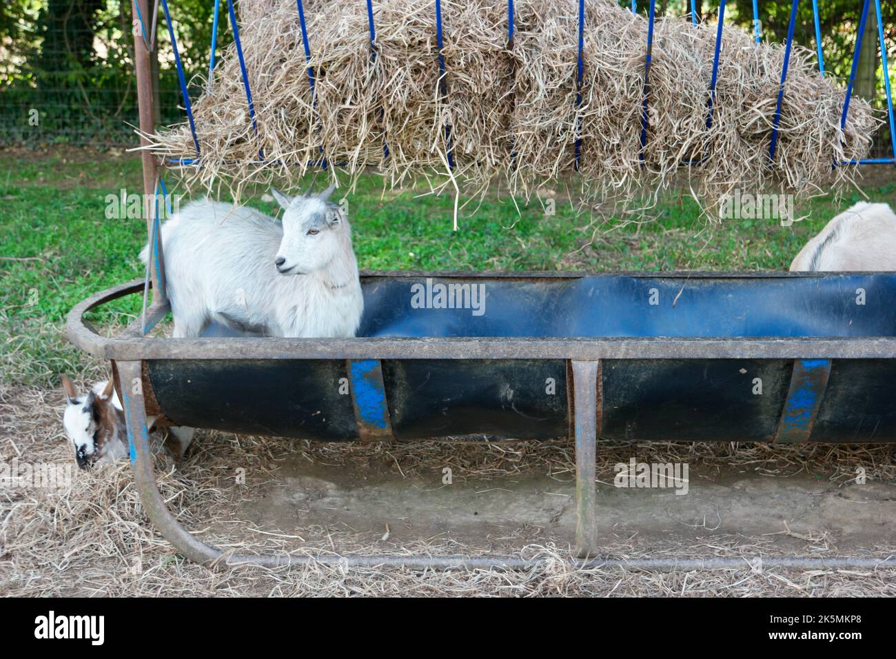 Baby goat standing in a feed trough Stock Photo - Alamy