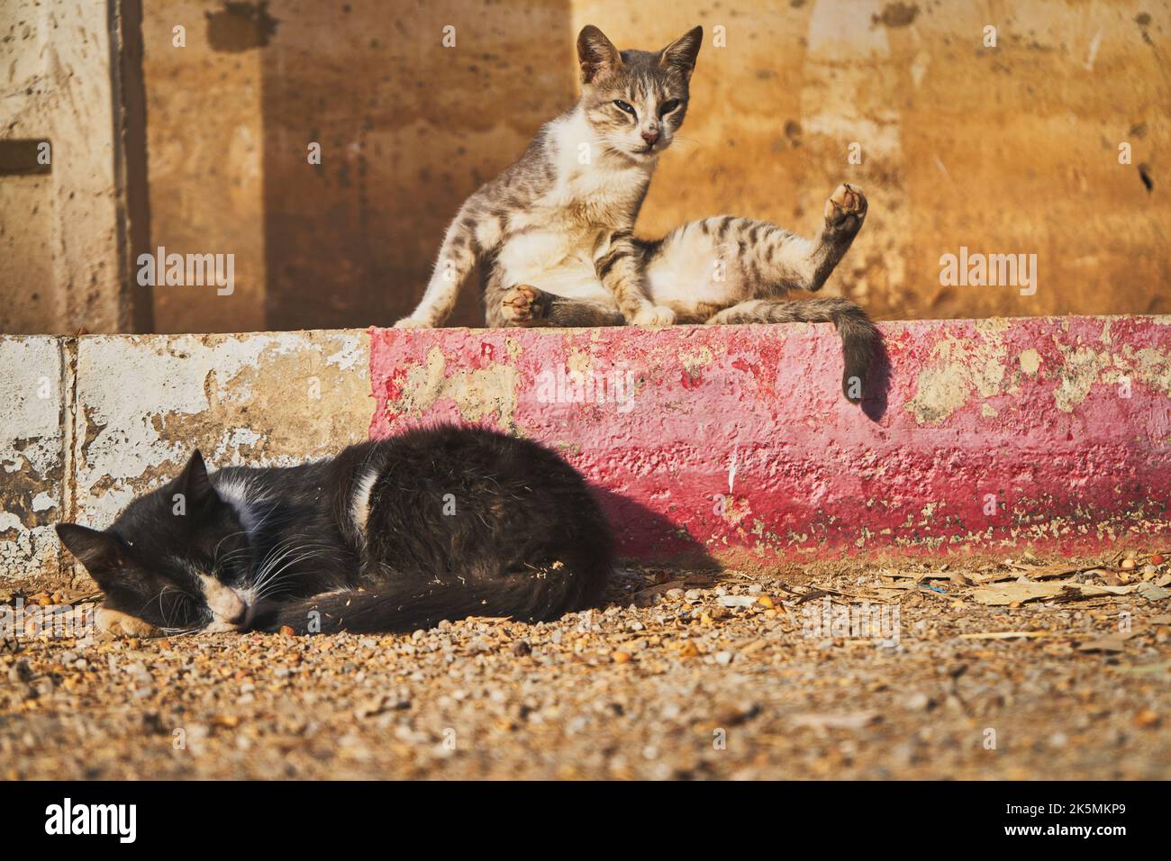 Homeless cats in a Moroccan street Stock Photo - Alamy