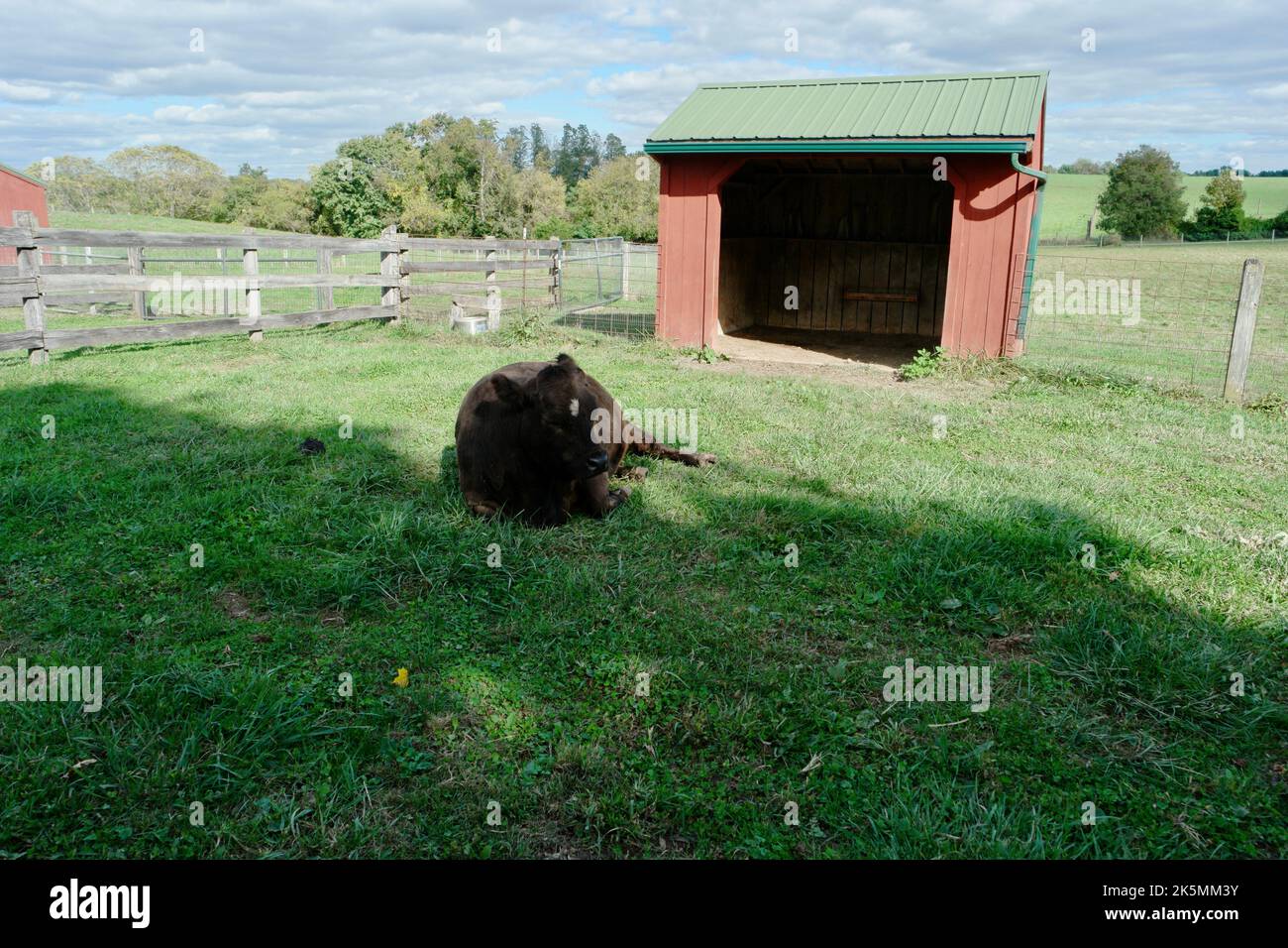 Red barn cow hi-res stock photography and images - Alamy