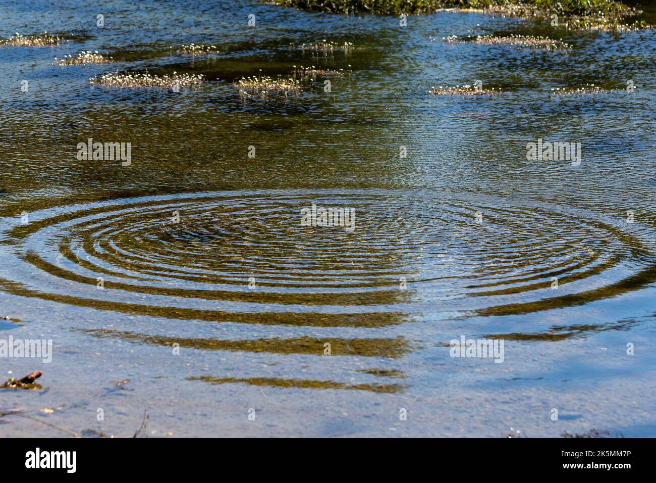 Round droplets of water over circles on the pool water. Water drop ...