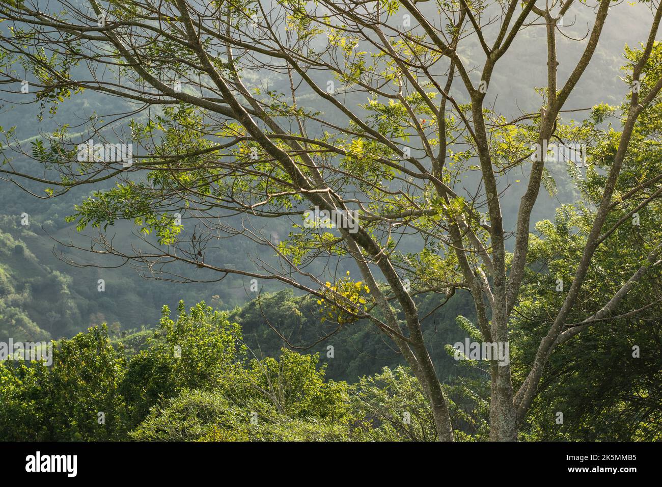 Zanthoxylum rhoifolium or Tachuelo tree also known in Colombia as ...