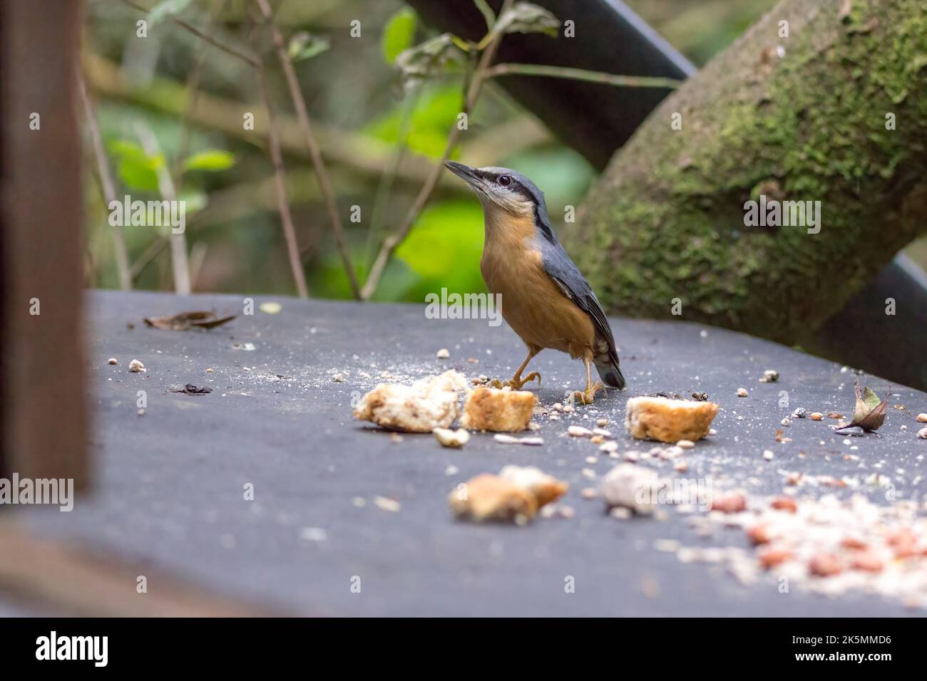 Buff cheeks hi-res stock photography and images - Alamy