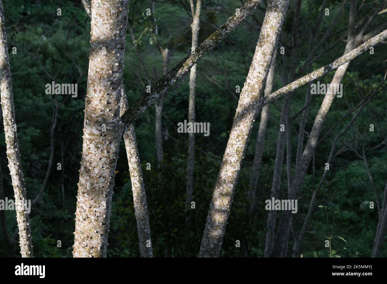 Zanthoxylum rhoifolium hi-res stock photography and images - Alamy
