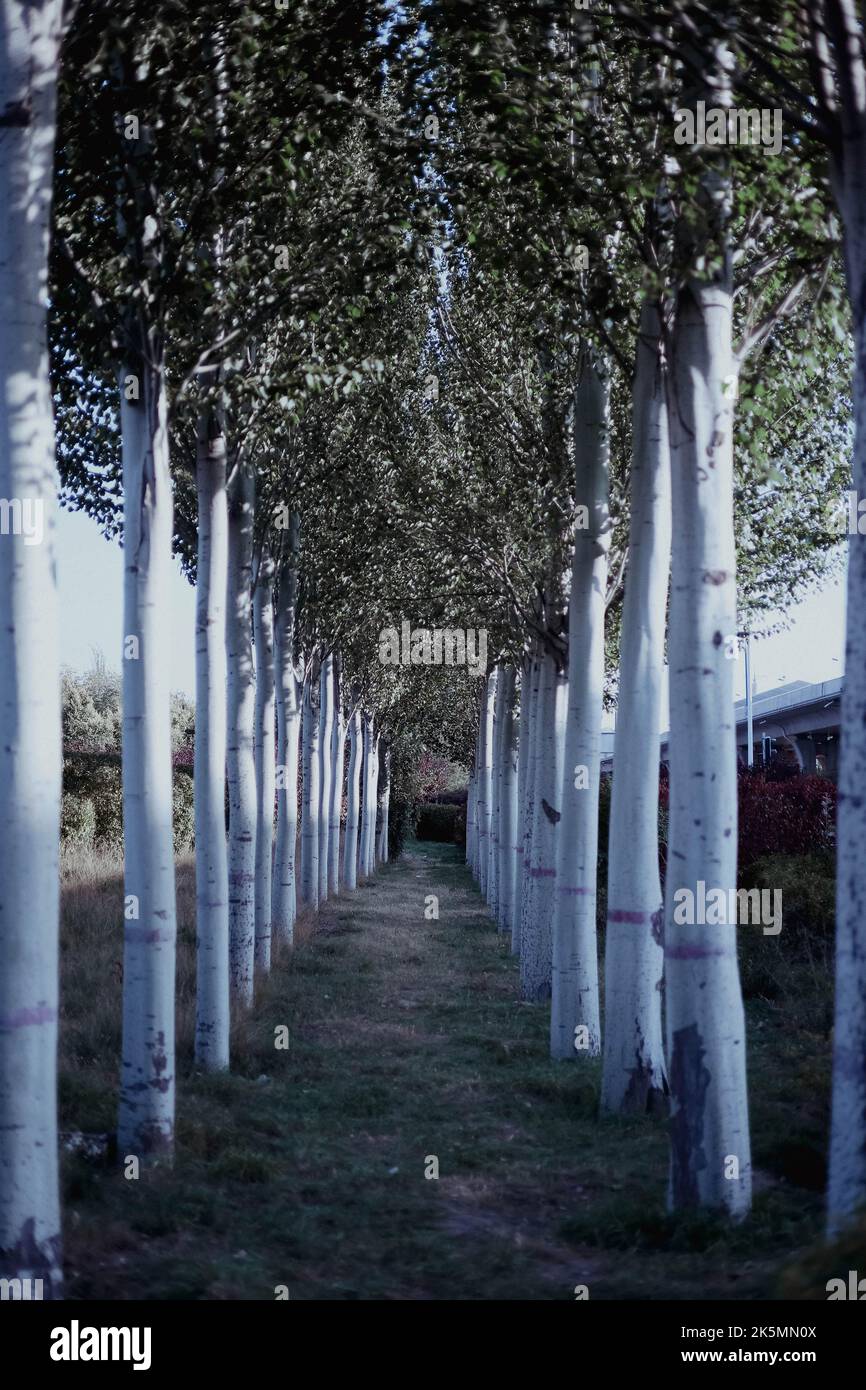 A vertical shot of young trees growing in lines Stock Photo - Alamy