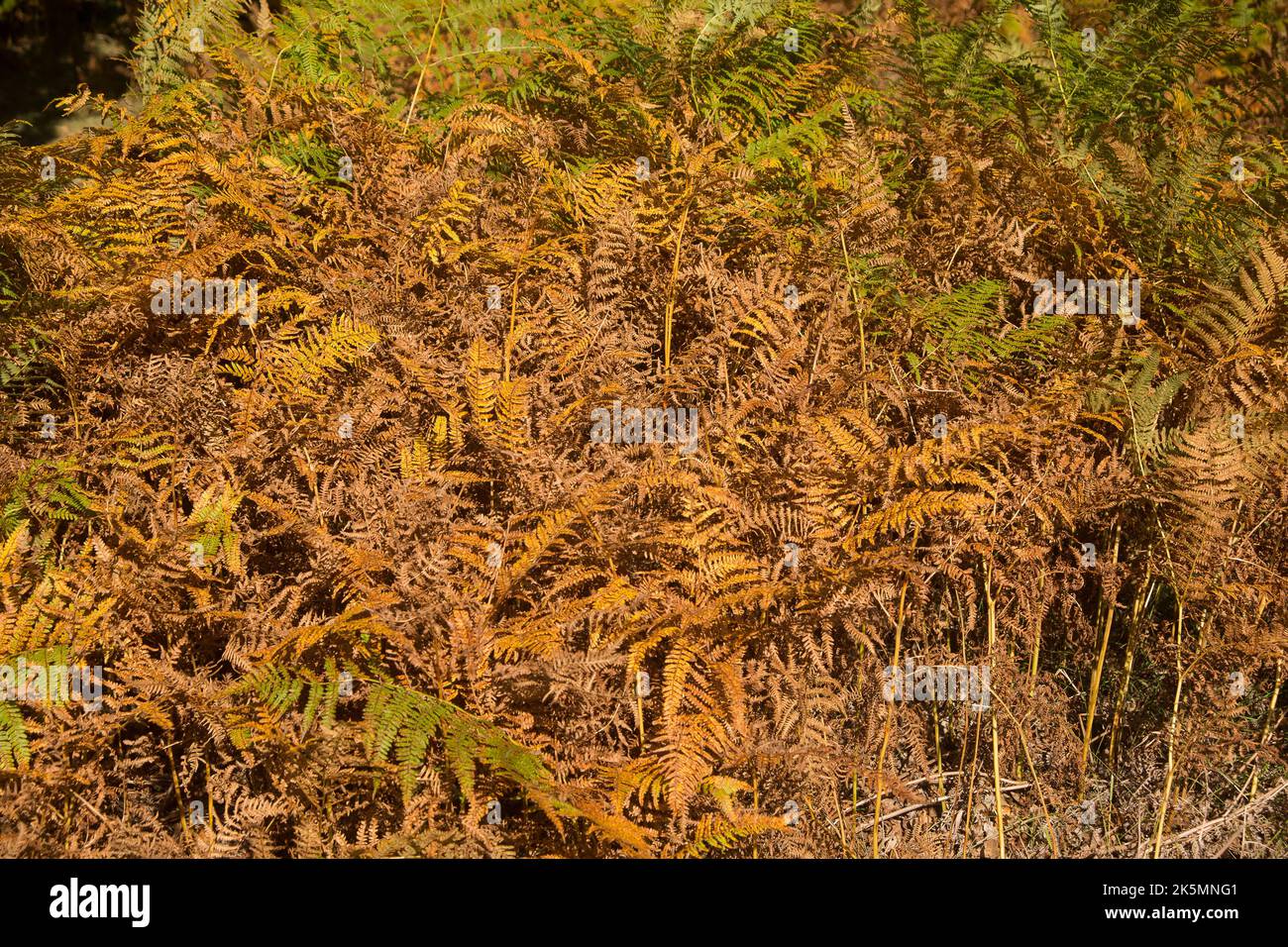 Ferns in autumn Stock Photo - Alamy