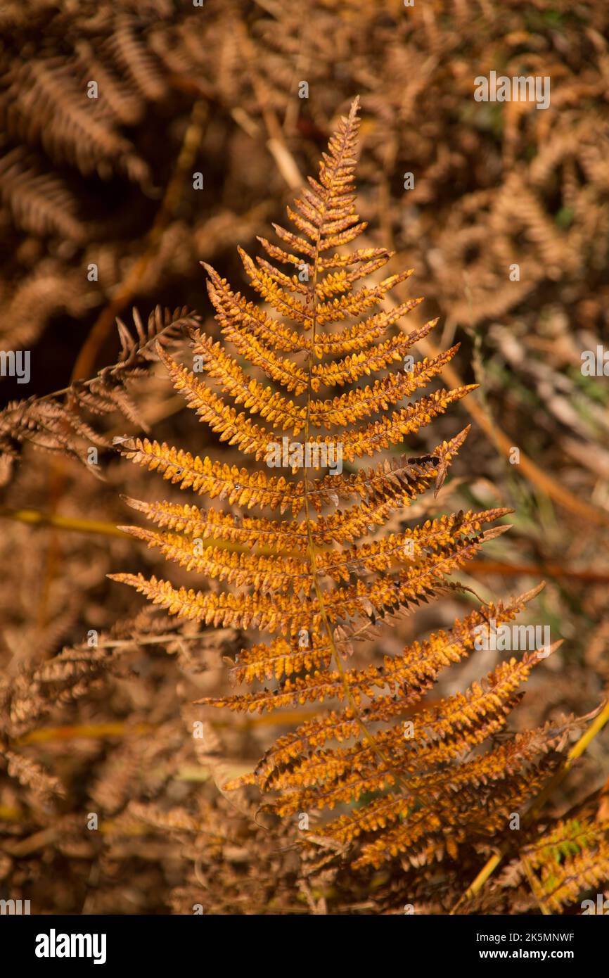 Ferns in autumn Stock Photo - Alamy