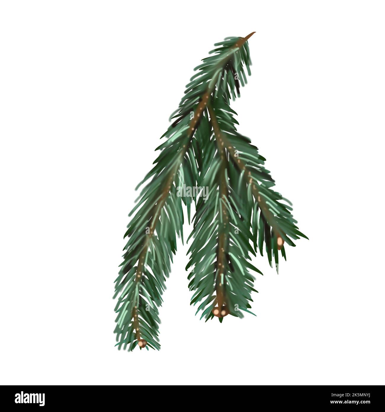 Watercolor spruce branches. Realistic branches of green pine. branch ...