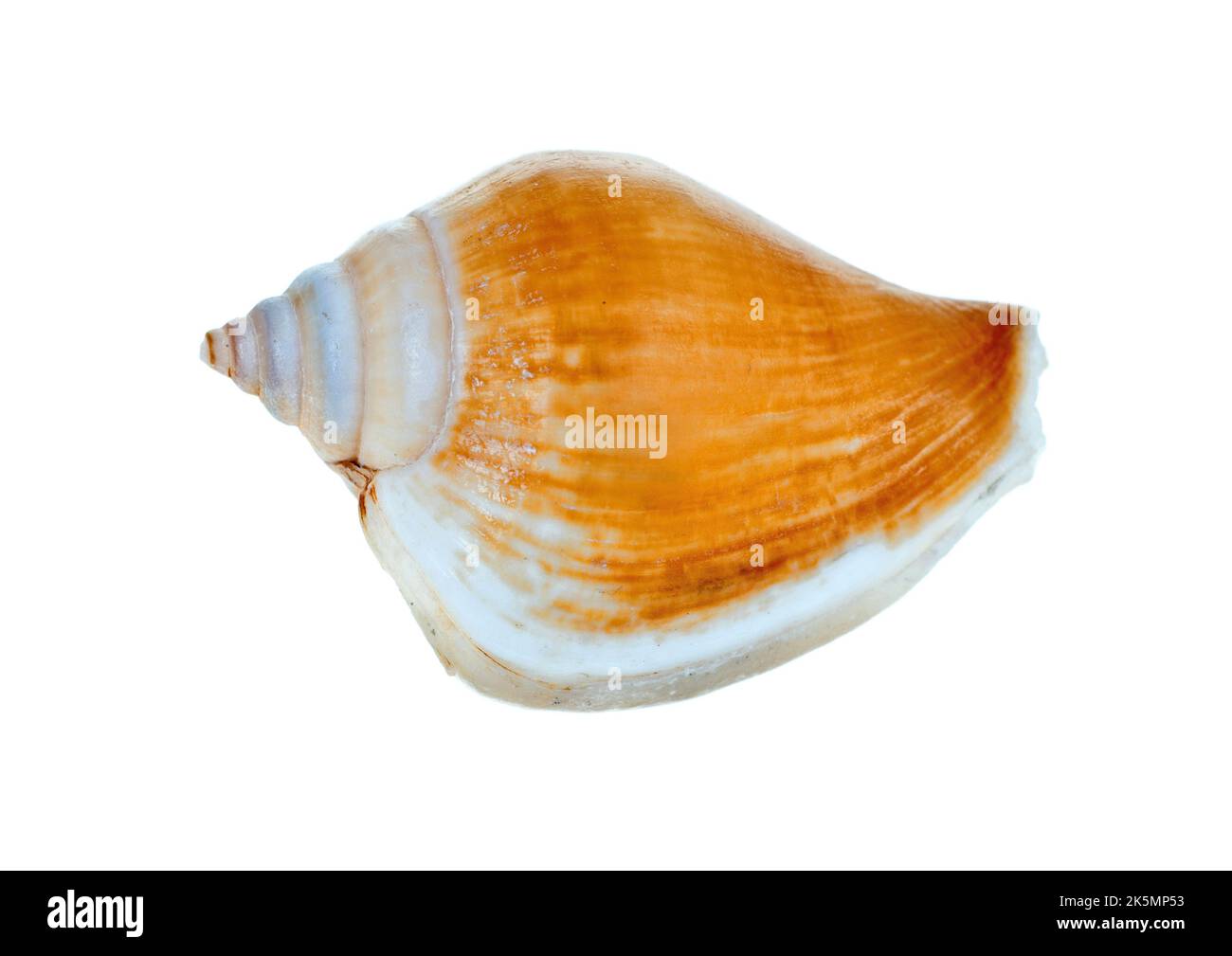 Seashell isolated over white background Stock Photo - Alamy