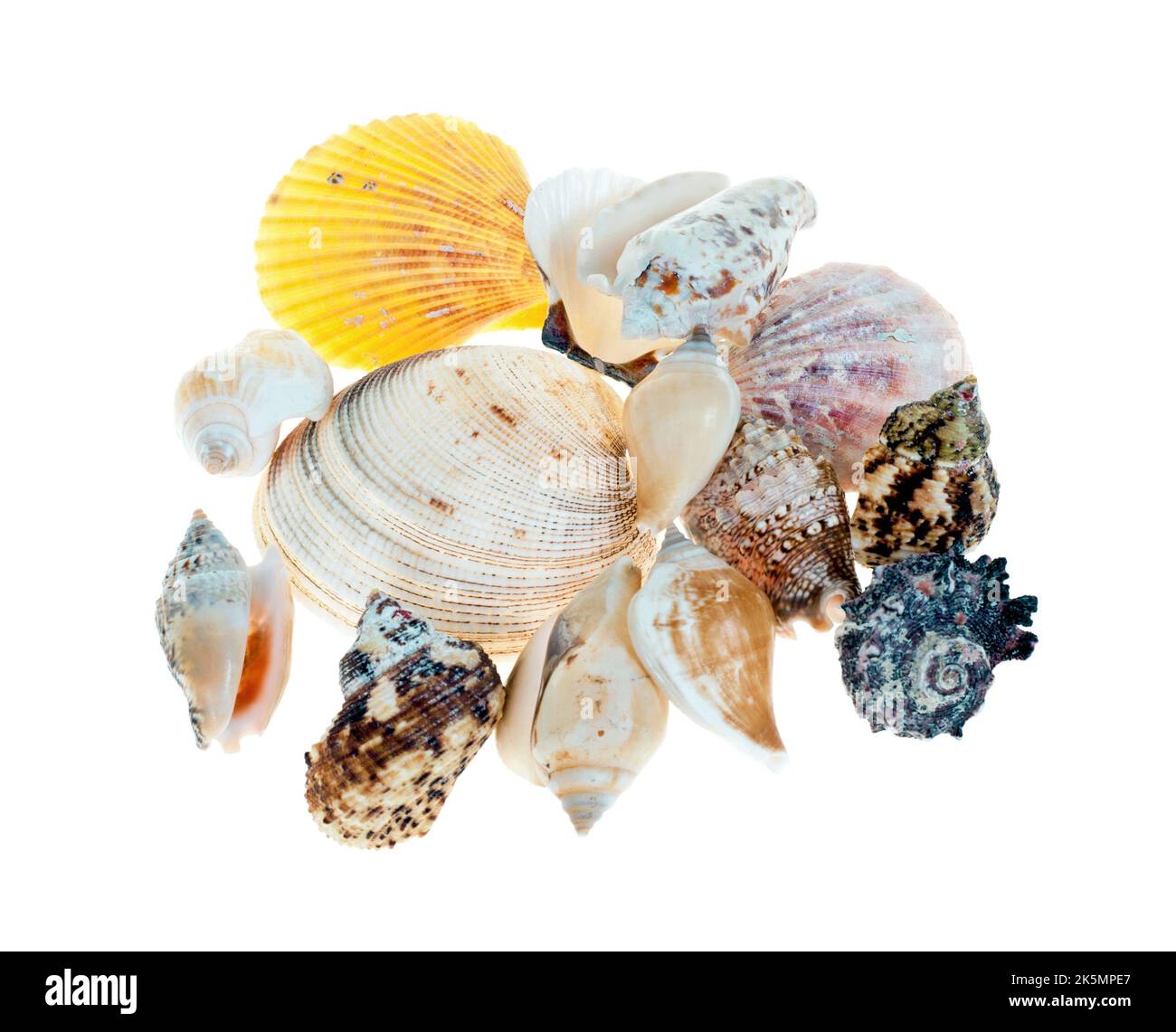 Still life seashell Cut Out Stock Images & Pictures - Alamy