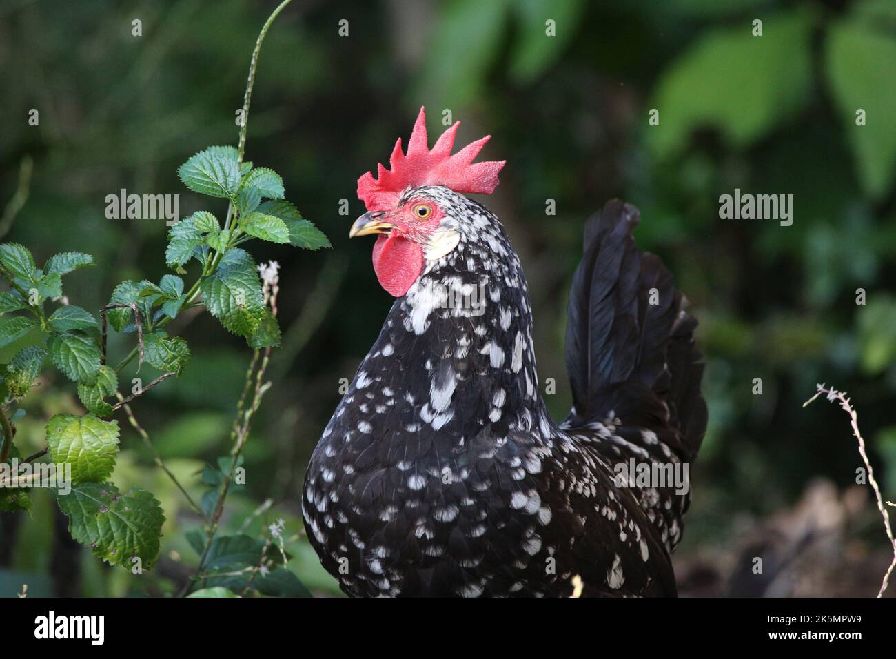 Ancona chicken hi-res stock photography and images - Alamy